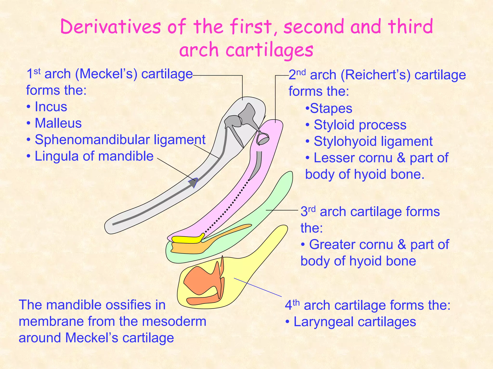 brachial arches and derivatives . | PDF