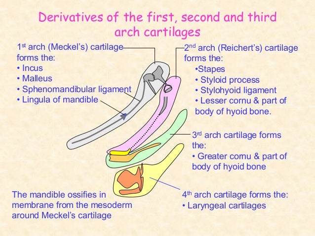 brachial arches and derivatives