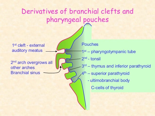 brachial arches and derivatives