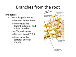 Note on the nerves of the Brachial-Plexus. PDF | PPT