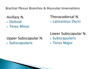 Note on the nerves of the Brachial-Plexus. PDF | PDF