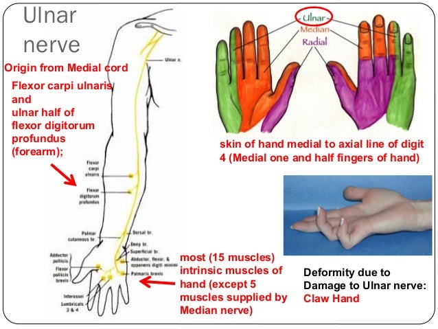 Brachial and lumbosacral plexus-Dr.B.B.Gosai