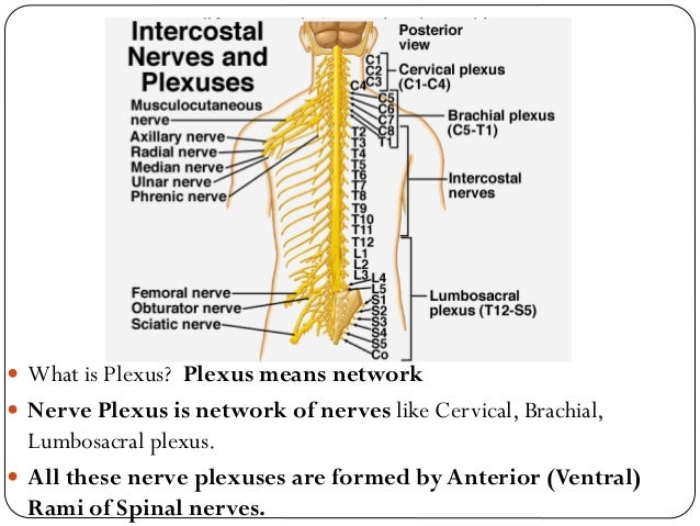 Brachial and lumbosacral plexus-Dr.B.B.Gosai