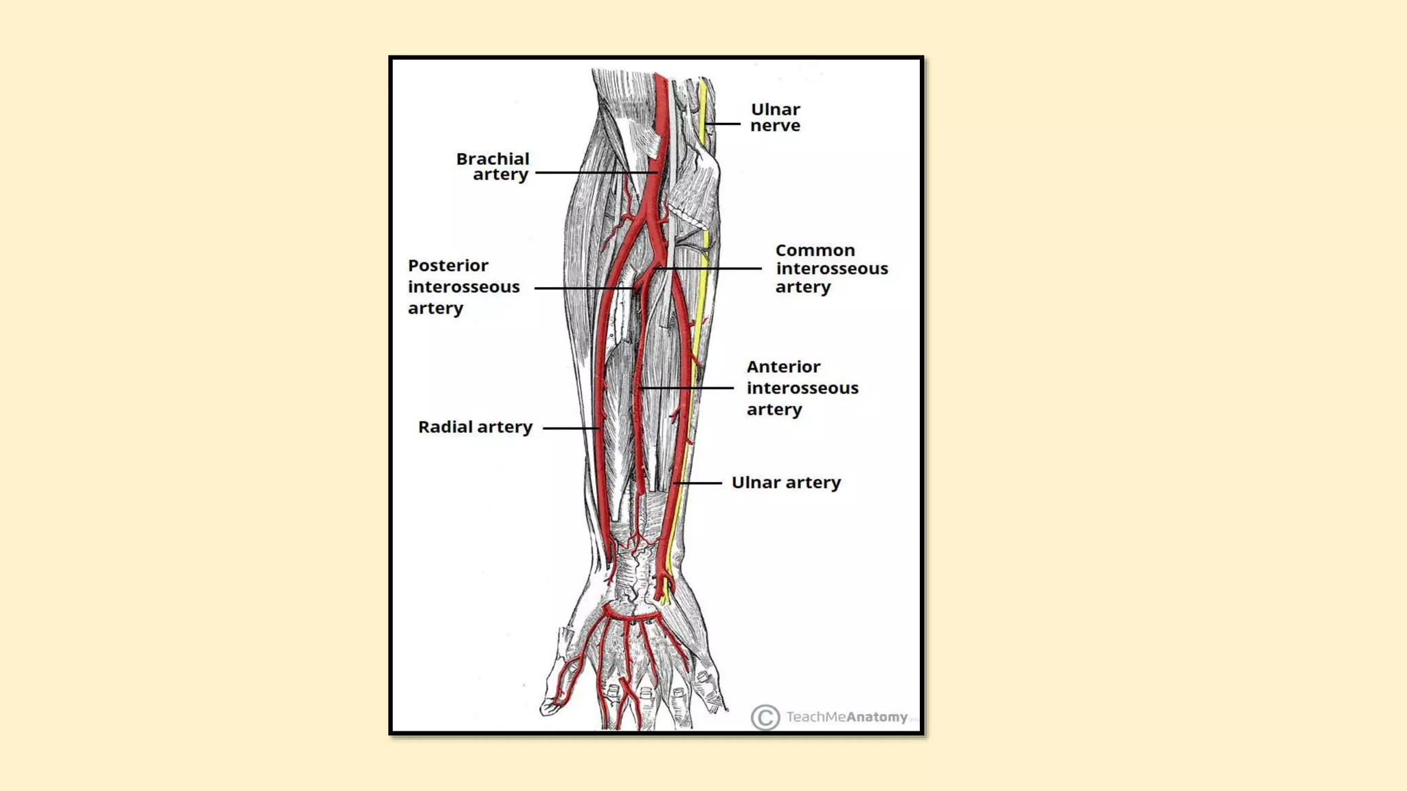 Brachial artery,radial & ulnar artery,plamar arches | PPTX