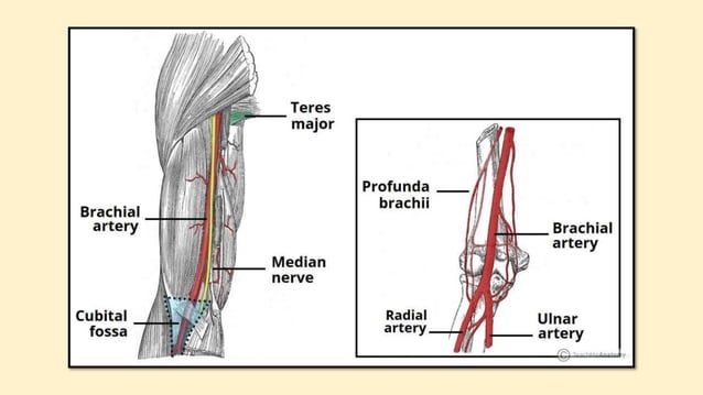 Brachial artery,radial & ulnar artery,plamar arches | PPTX