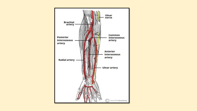 Brachial artery,radial & ulnar artery,plamar arches | PPTX