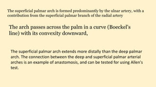 Brachial artery,radial & ulnar artery,plamar arches | PPTX