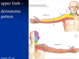 Dermatome Netter