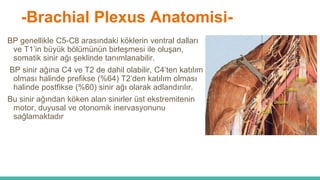 Brachial pleksus | PPTX