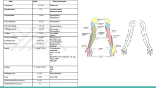 Brachial pleksus | PPTX