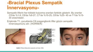 Brachial pleksus | PPTX