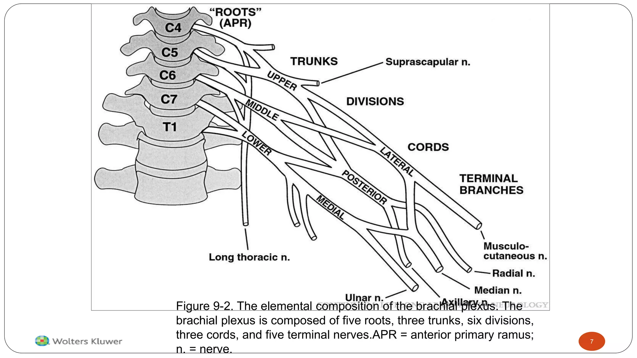 Brachial plexopathies | PPTX