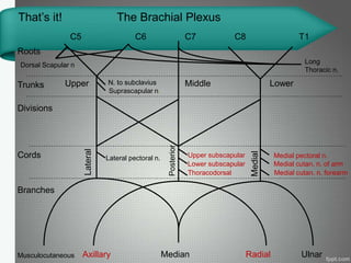 Brachial plexopathies | PPTX