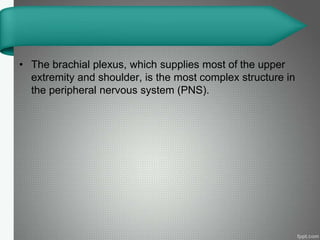 Brachial Plexus Origin Strike