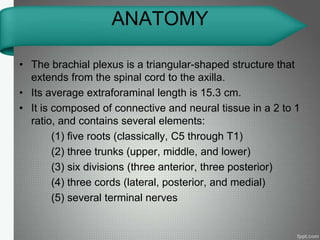Brachial Plexus Origin Strike