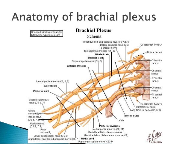 Brachial plexopathy