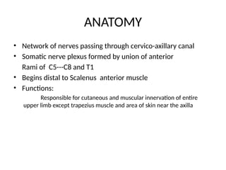 brachial plexsus injuries 1st year MBBS.pptx