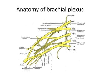 Brachial Plexus | PPTX