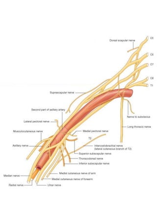Brachial plexus | DOCX
