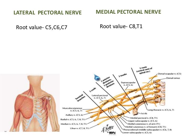 Brachial plexus & applied