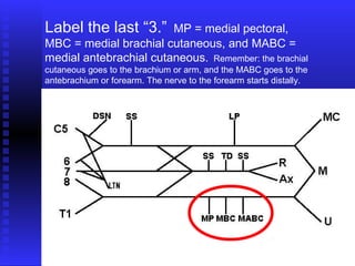 Brachial plexus | PPT