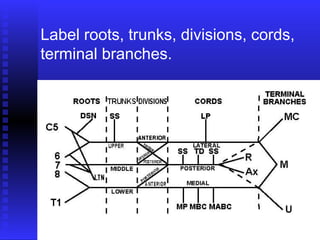 Brachial plexus | PPT