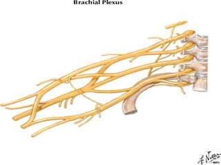 Brachial plexus Anatomy and Clinical Implications | PPT | Brain and ...