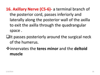 Brachial plexus | PPTX