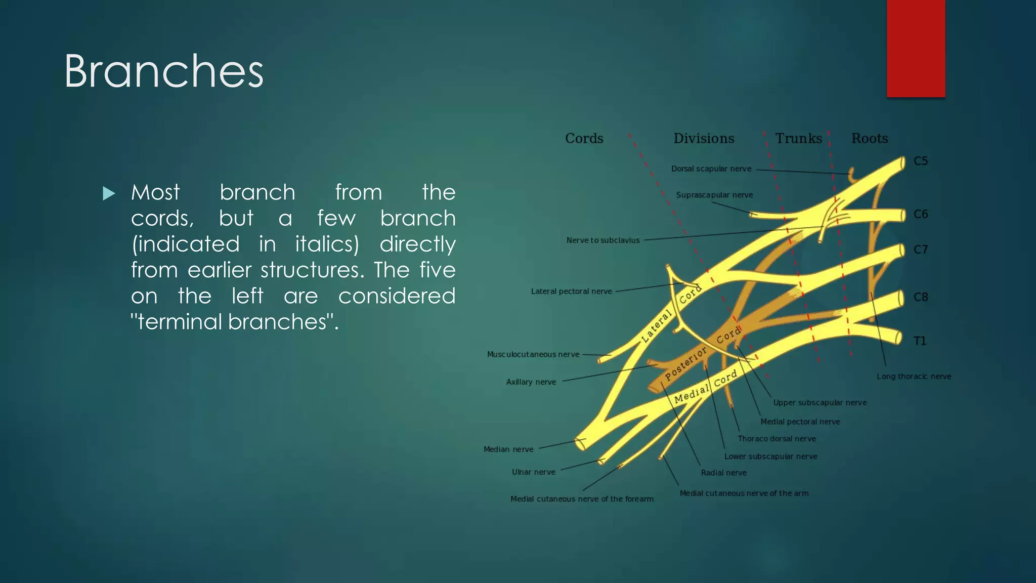 Brachial plexus | PPT