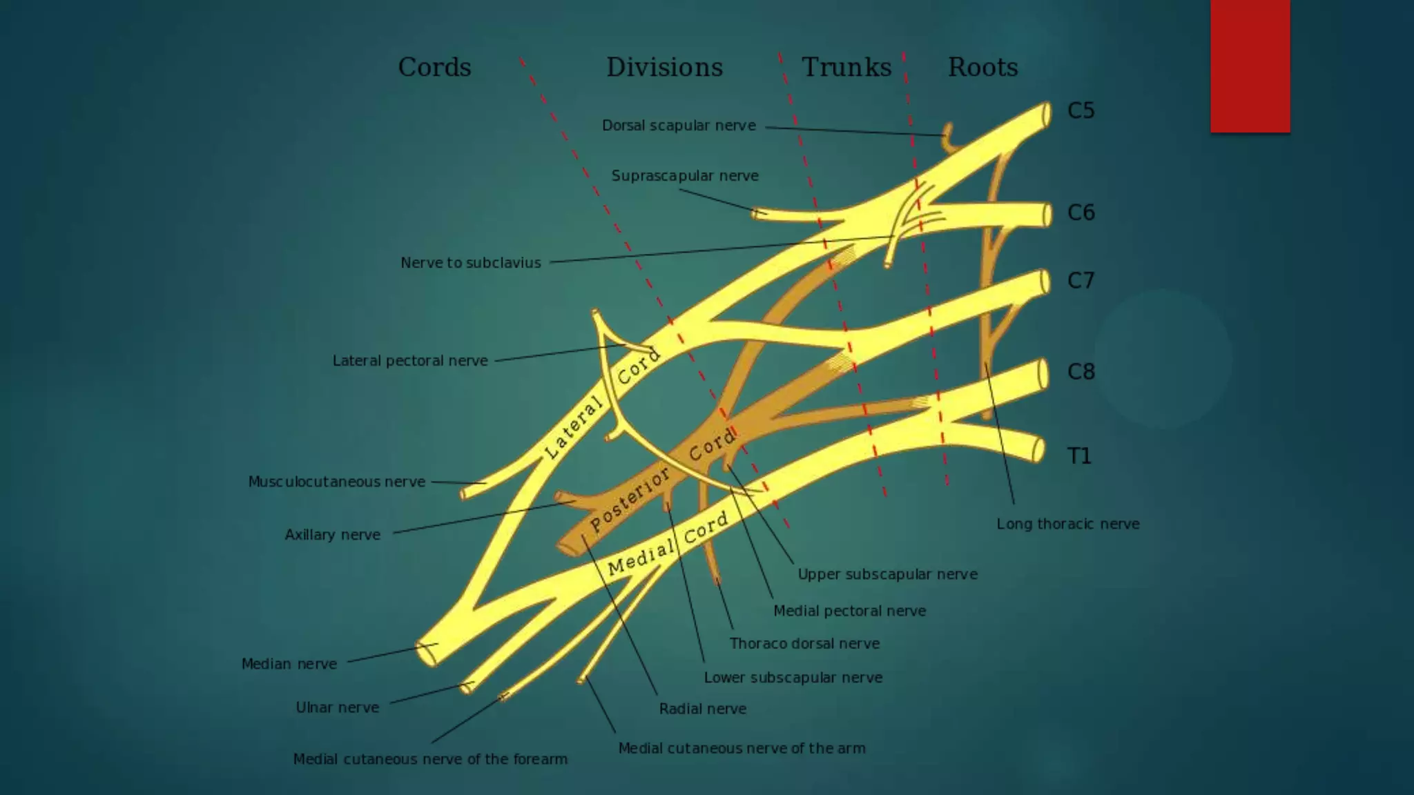 Brachial plexus | PPTX