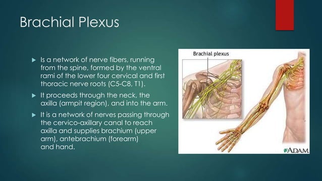 Brachial plexus | PPT