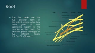 Brachial plexus | PPTX