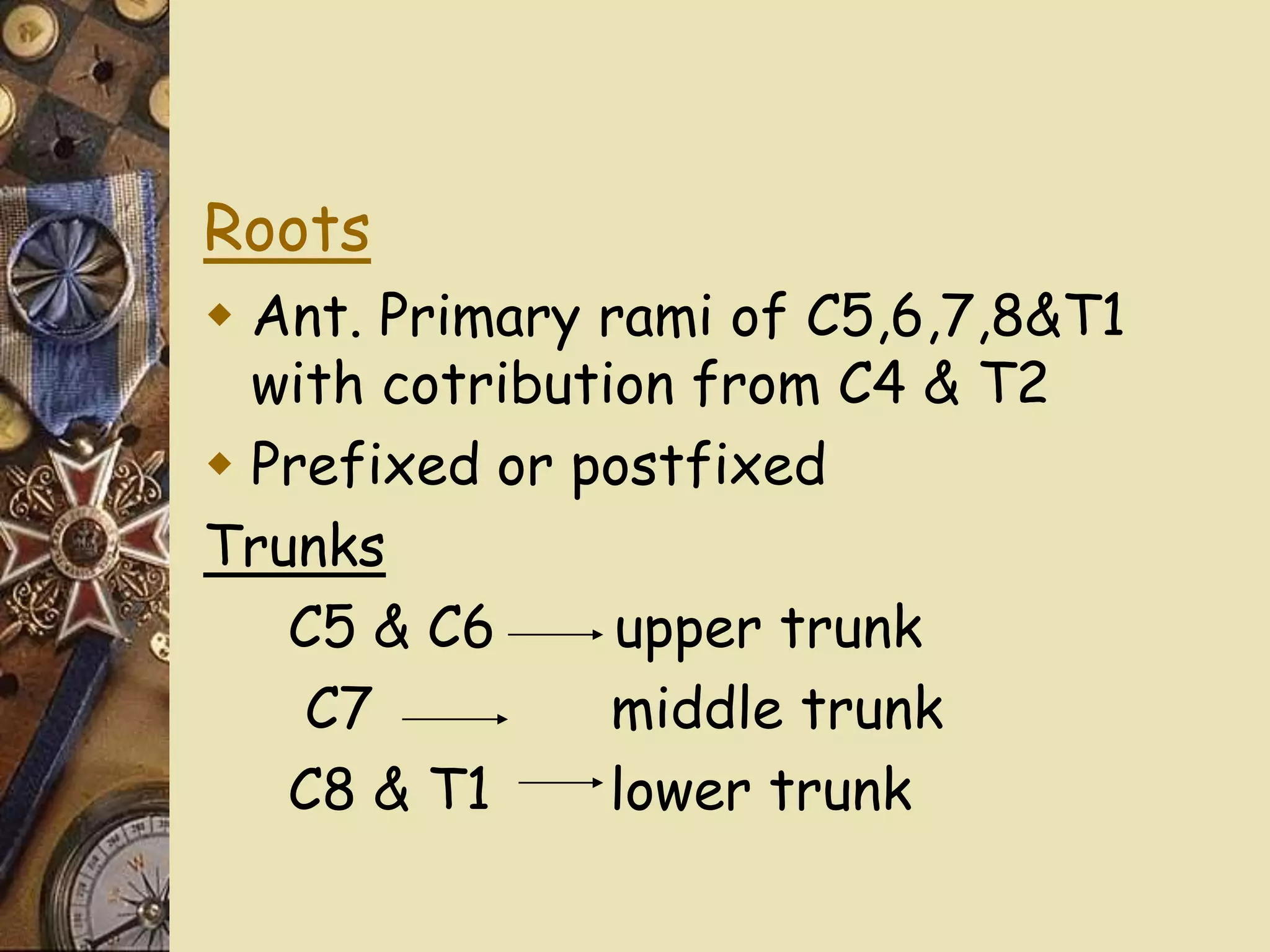 Brachial plexus | PPT