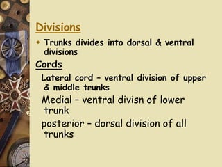 Brachial plexus | PPT