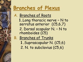 Brachial plexus | PPT