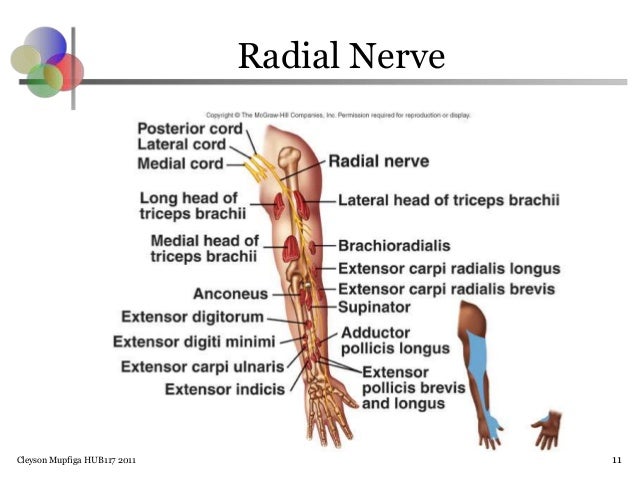 Brachial plexus