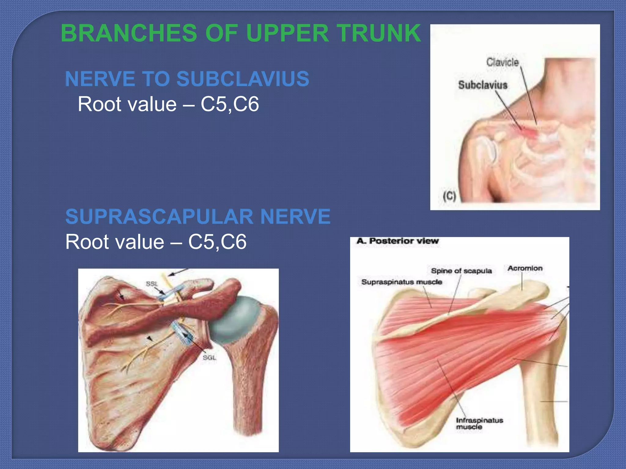 anatomy of Brachial plexus | PPTX