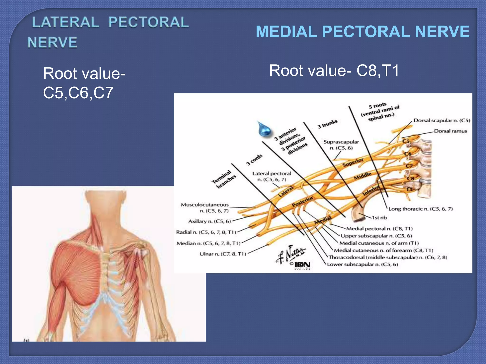 anatomy of Brachial plexus | PPTX
