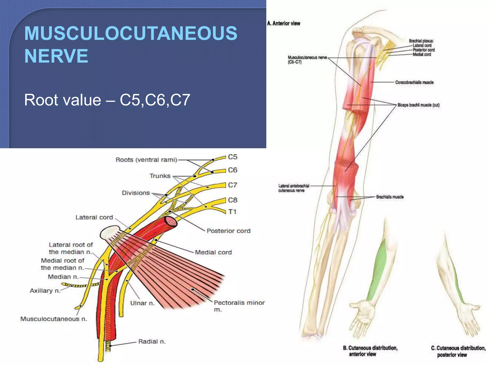 anatomy of Brachial plexus | PPTX