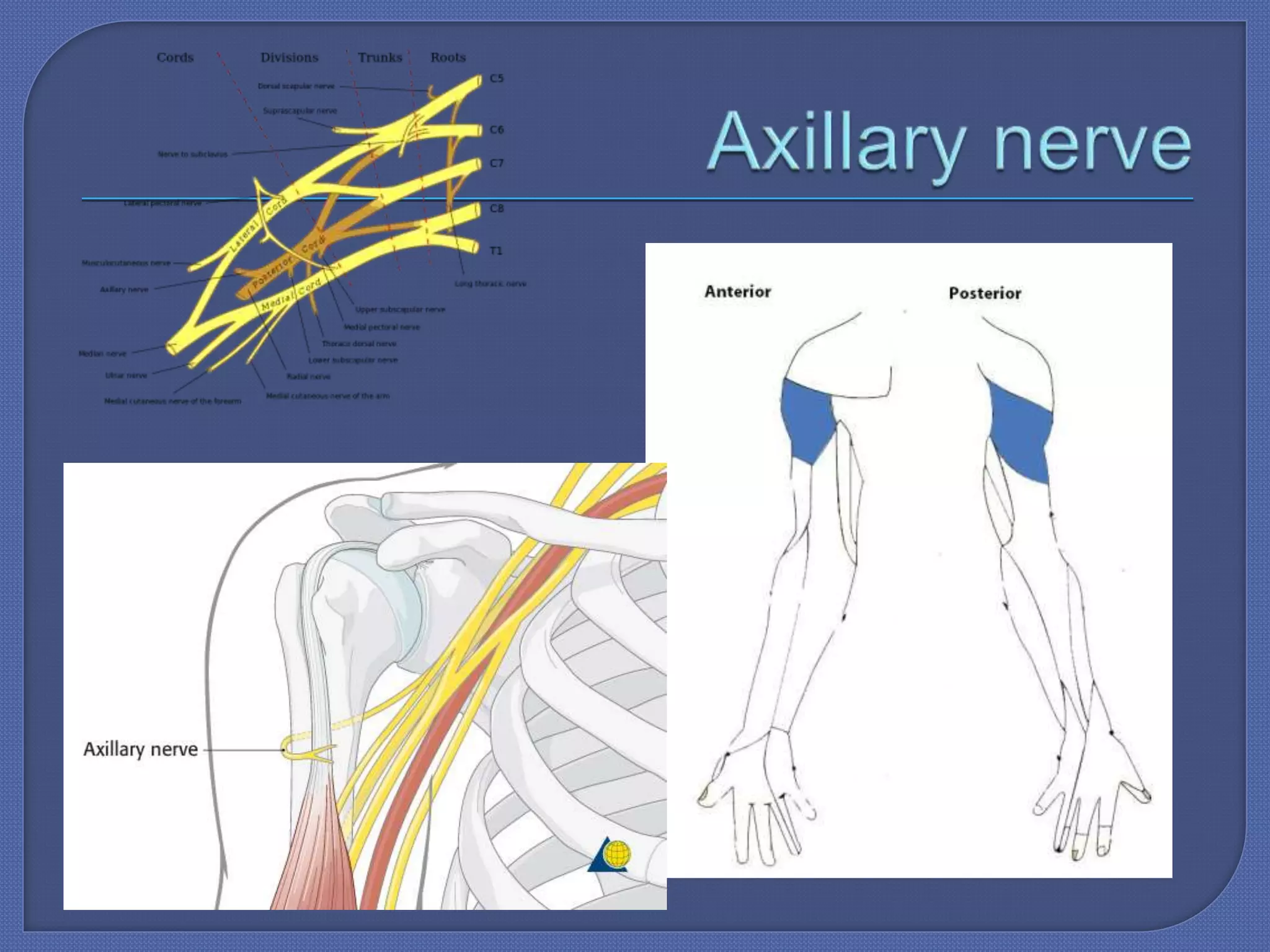 anatomy of Brachial plexus | PPTX