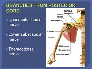 anatomy of Brachial plexus | PPTX