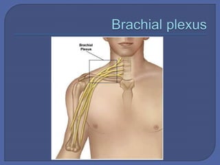 anatomy of Brachial plexus | PPTX