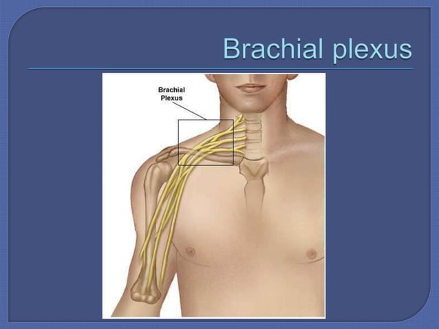 anatomy of Brachial plexus | PPTX