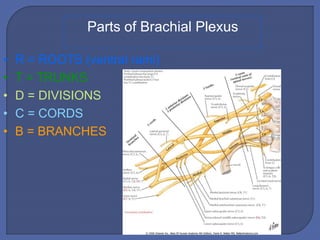 anatomy of Brachial plexus | PPTX
