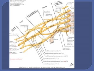 anatomy of Brachial plexus | PPTX