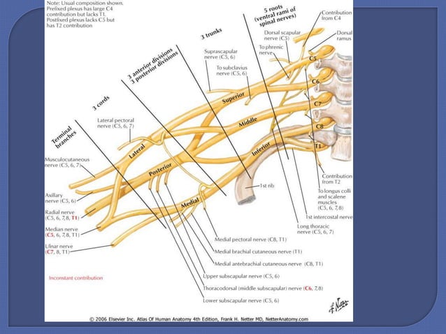 anatomy of Brachial plexus | PPTX