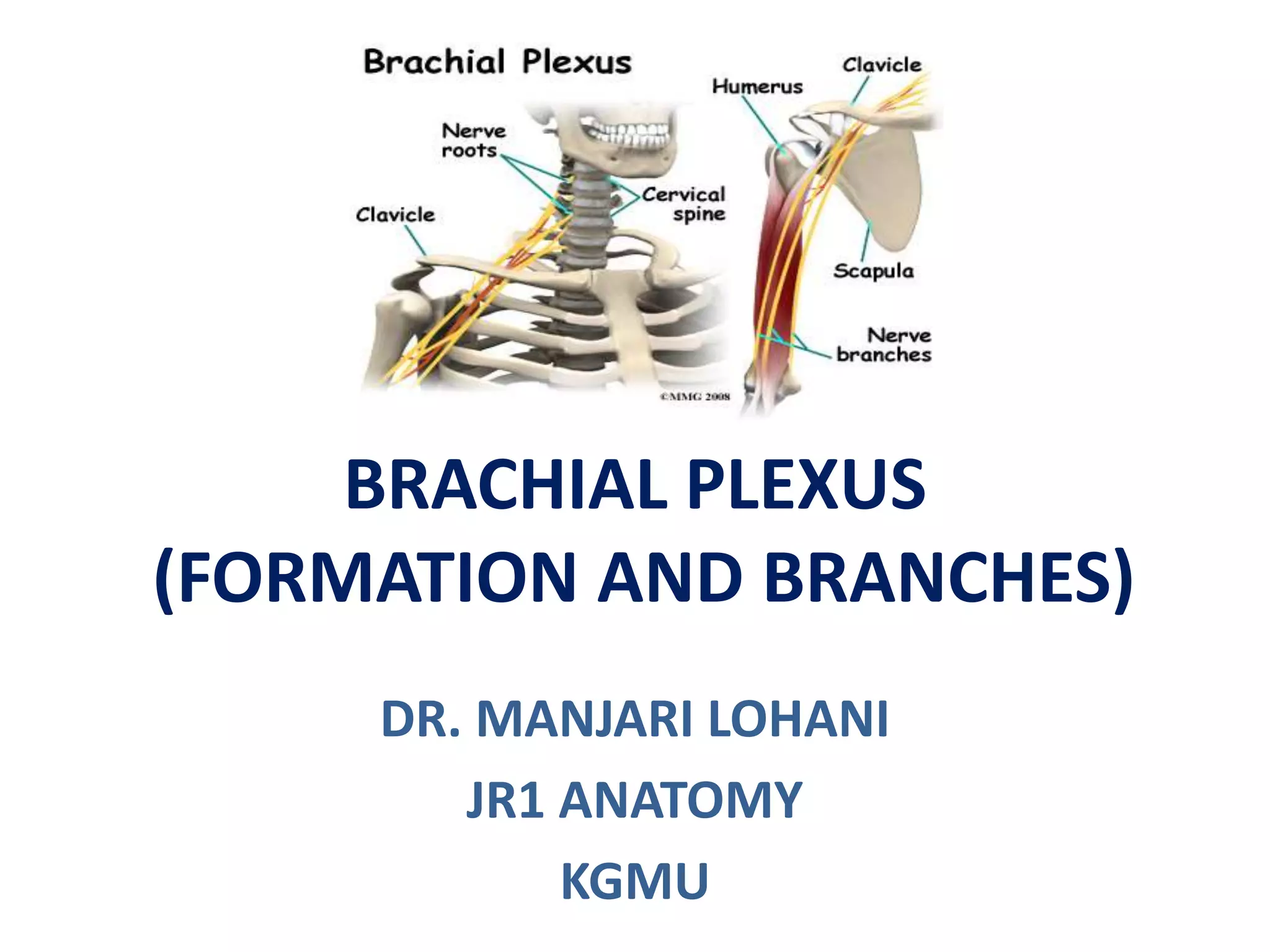 Brachial plexus | PPTX
