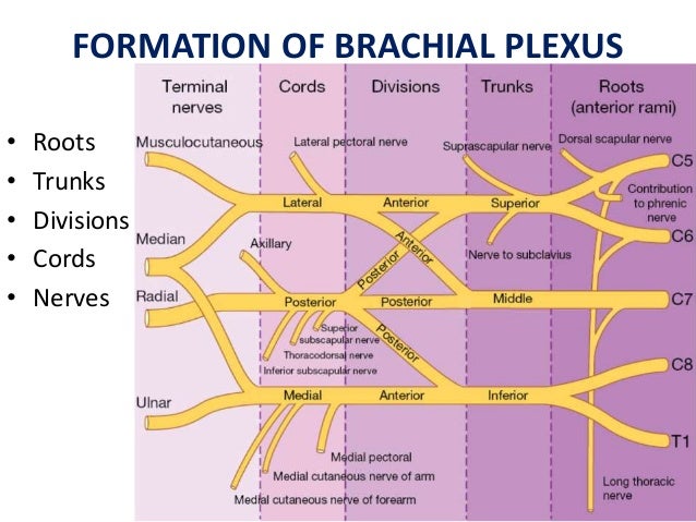 Brachial plexus