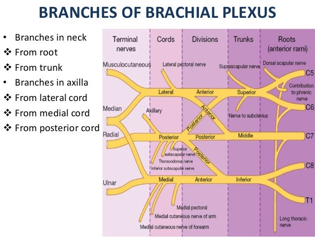 Brachial plexus