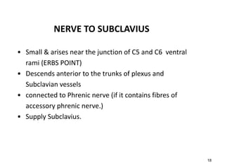 Brachial plexus | PPTX